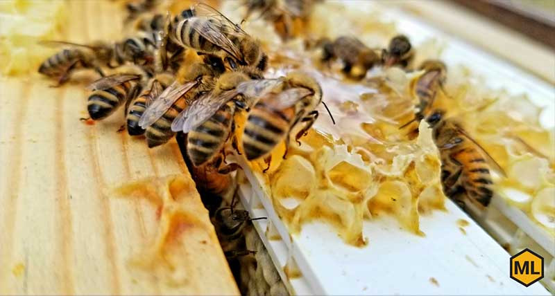 All About Healthy Bees - Mann Lake Bee & Ag Supply