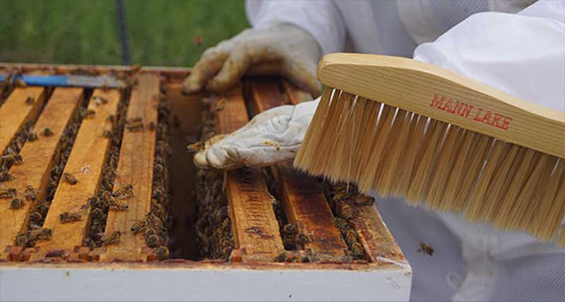 7 Tips For Getting Started With Beekeeping - Mann Lake Bee & Ag Supply