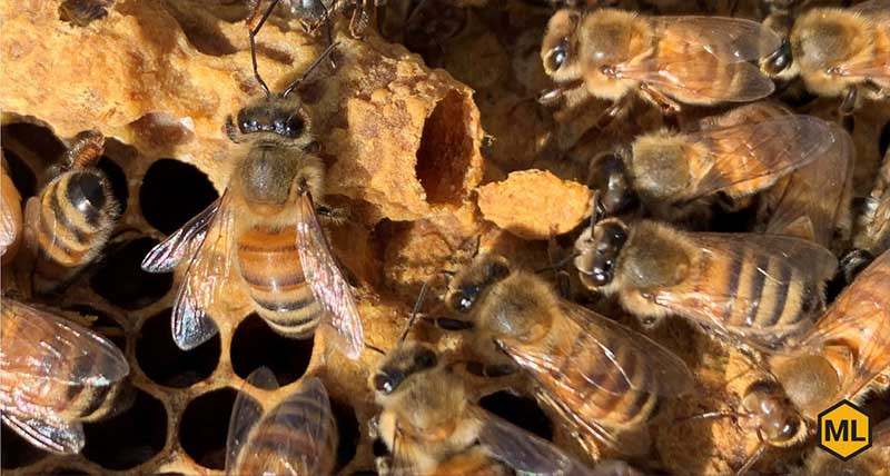 How Is A Honey Bee Colony Structured? - Mann Lake Bee & Ag Supply