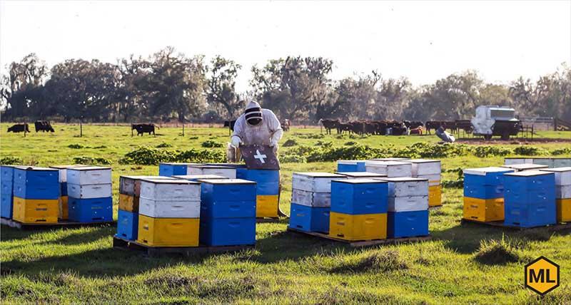 How to Keep a Beehive Cool and Comfortable in the Summer - Mann Lake ...