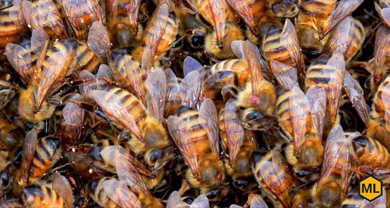 How To Monitor And Control Varroa Mites - Mann Lake Bee & Ag Supply