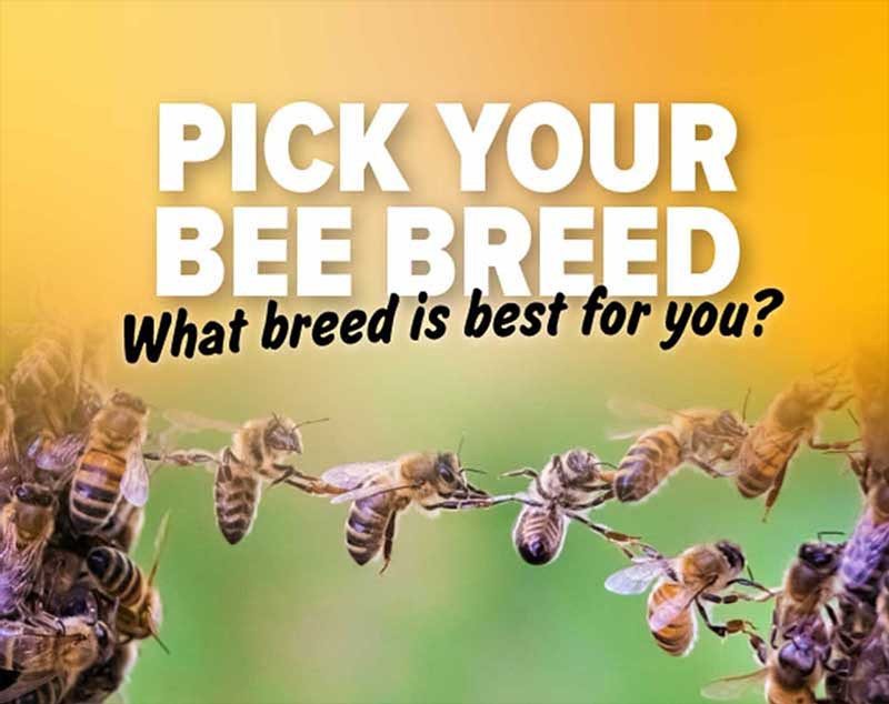 Picking Your Honey Bee Breed - Mann Lake Bee & Ag Supply