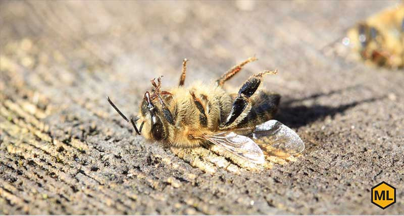Understanding Colony Collapse Disorder - Mann Lake Bee & Ag Supply