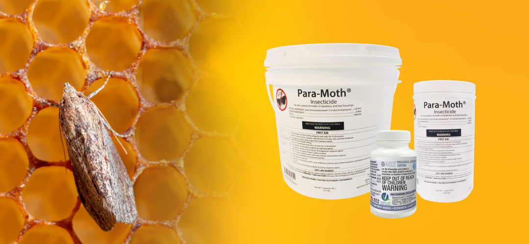 Wax Moth, a Beekeeping Pest - Mann Lake Bee & Ag Supply