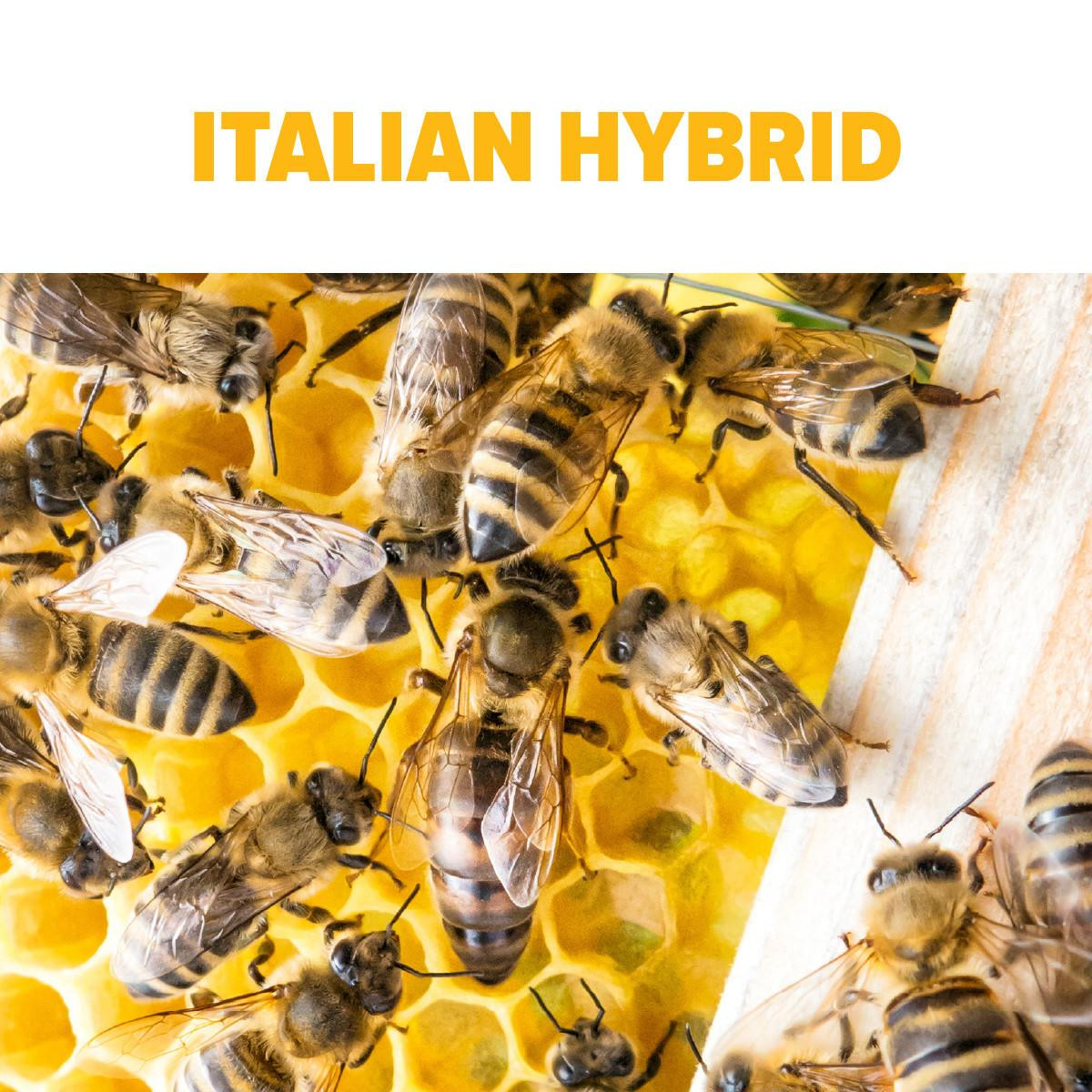 Southern Italian Hybrid Package Bees | Mann Lake