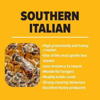 Southern Italian Bees - Package Bees | Mann Lake