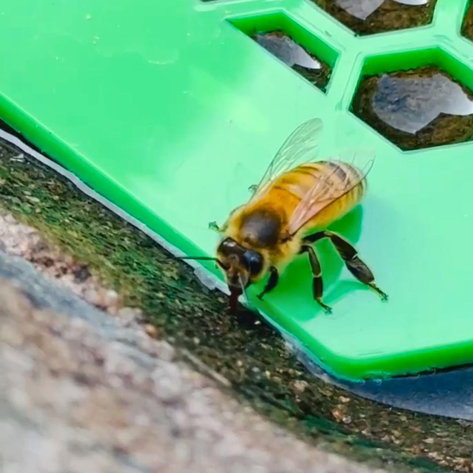 Floating Bee Island