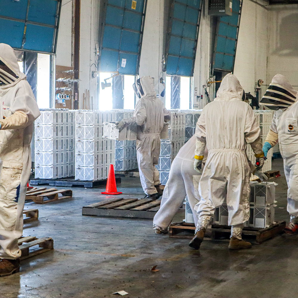 Package Bees for Sale | Mann Lake