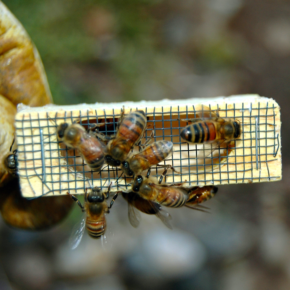 Live Honey Bees For Sale | Mann Lake Bee & Ag Supply