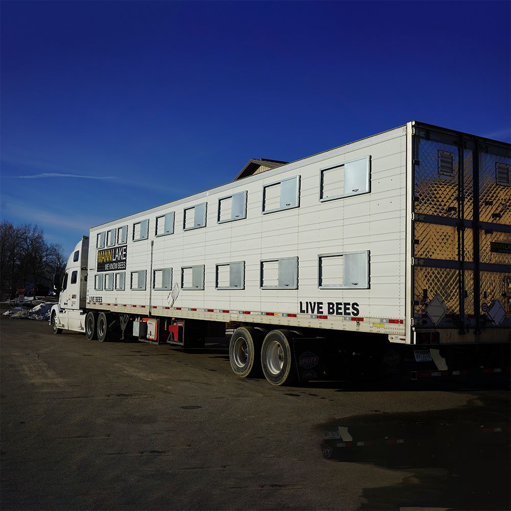 Package Bees for Sale | Mann Lake