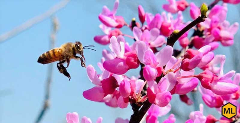2 Vital Reasons Why Bees Are So Important - Mann Lake Bee & Ag Supply