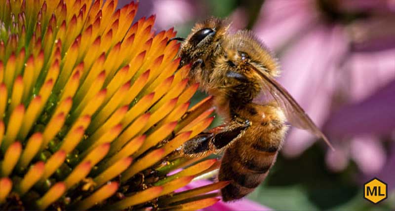 3 Ways To Increase Your Local Bee Population - Mann Lake Bee & Ag Supply