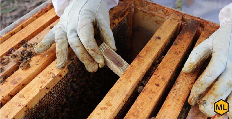 A Basic Guide To Installing Bee Packages - Mann Lake Bee & Ag Supply