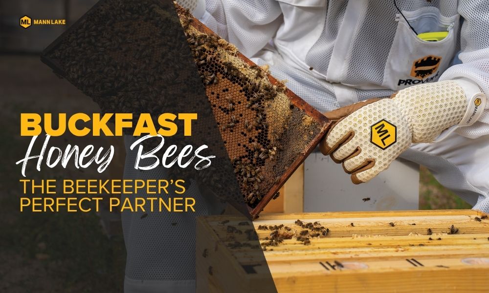 Buckfast Honey Bees: The Beekeeper’s Perfect Partner - Mann Lake Bee ...