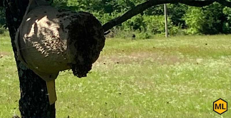 Everything You Need To Know About Honey Bee Swarms - Mann Lake Bee & Ag ...