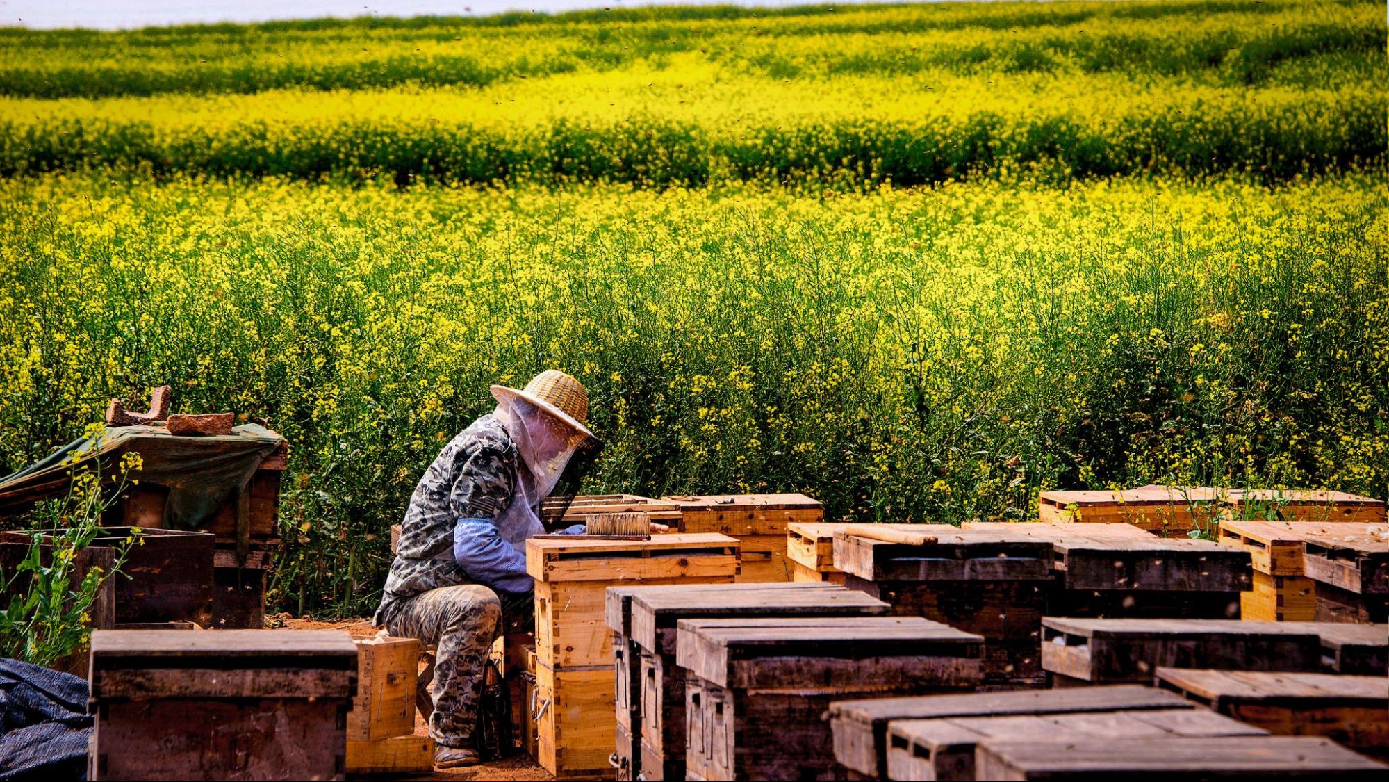 7 Tips For Getting Started With Beekeeping - Mann Lake Bee & Ag Supply