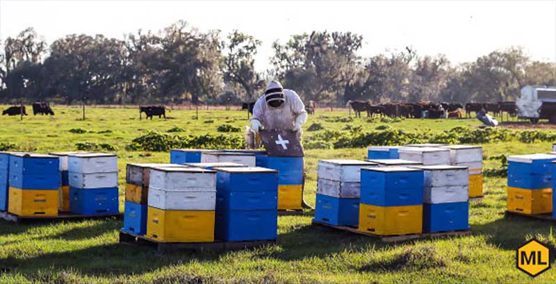 Helpful Tips For First Time Commercial Beekeepers - Mann Lake Bee & Ag ...