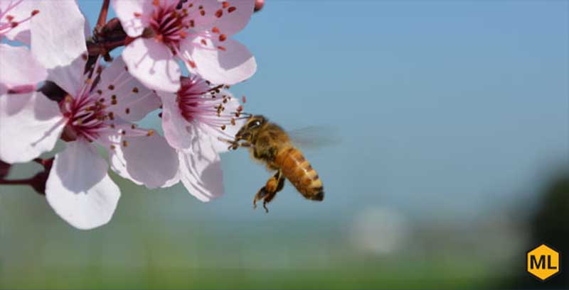 What Does A Bee See? - Mann Lake Bee & Ag Supply