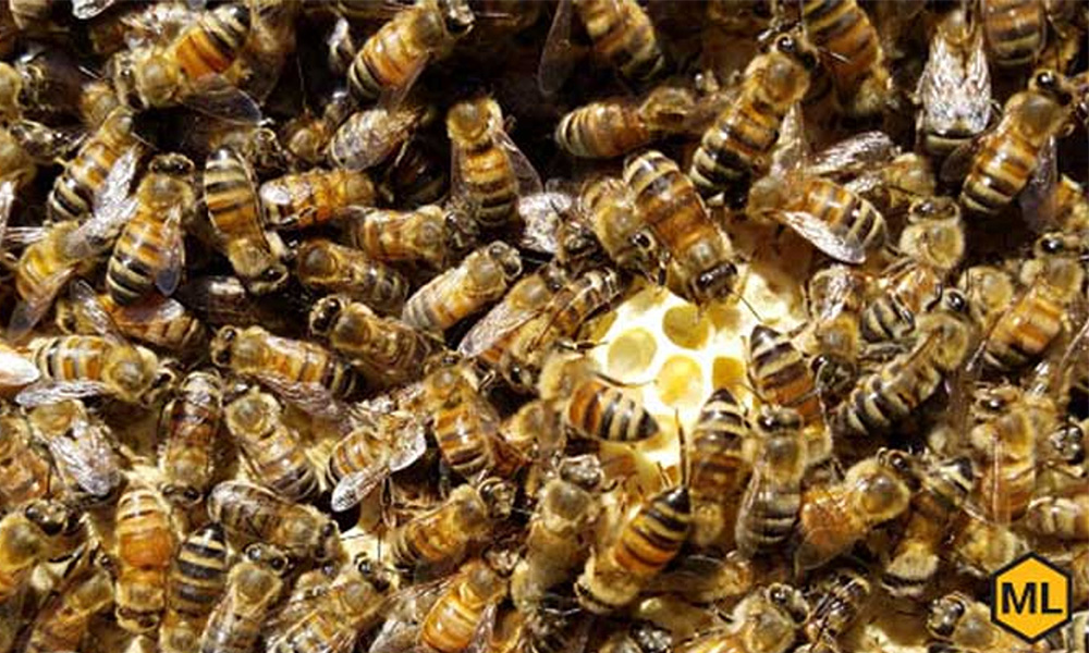 How Long Do Bees Live? The Complete Guide to Bee Lifespans - Mann Lake ...