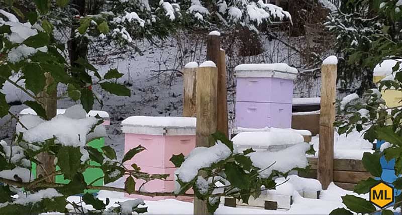 What to Do with Bees in the Winter (and What Not To) - Mann Lake Bee ...