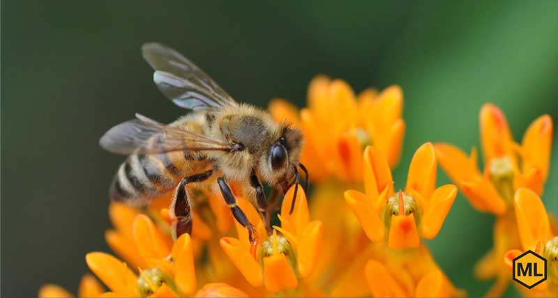 How to Create a Bee Garden Sanctuary - Mann Lake Bee & Ag Supply