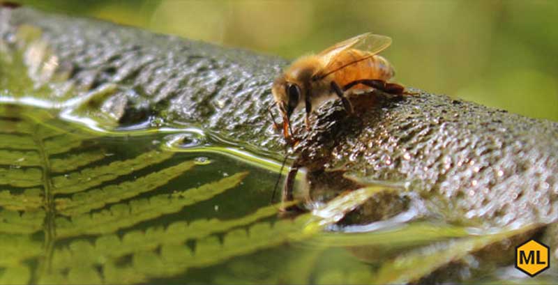 How To Ensure Your Honey Bees Always Have Enough Water - Mann Lake Bee ...