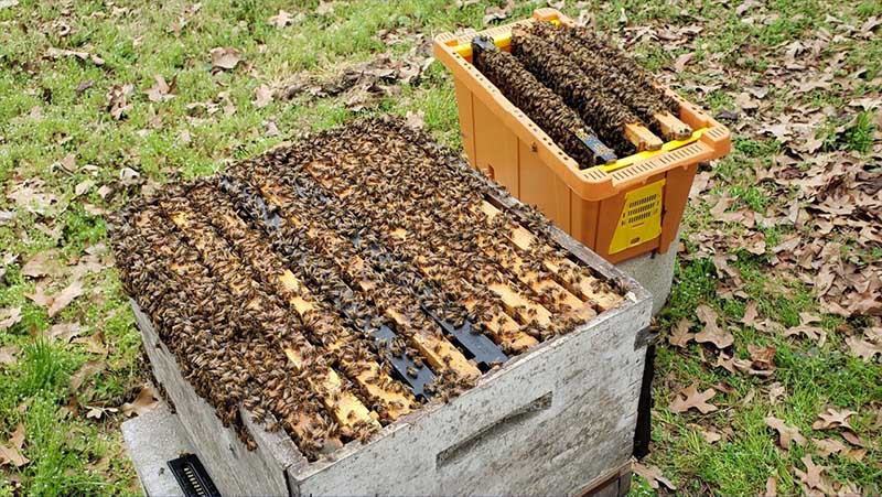 How to Install Nucleus Colony Bees - Mann Lake Bee & Ag Supply
