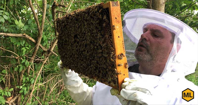 Reading Brood Frames? - Mann Lake Bee & Ag Supply