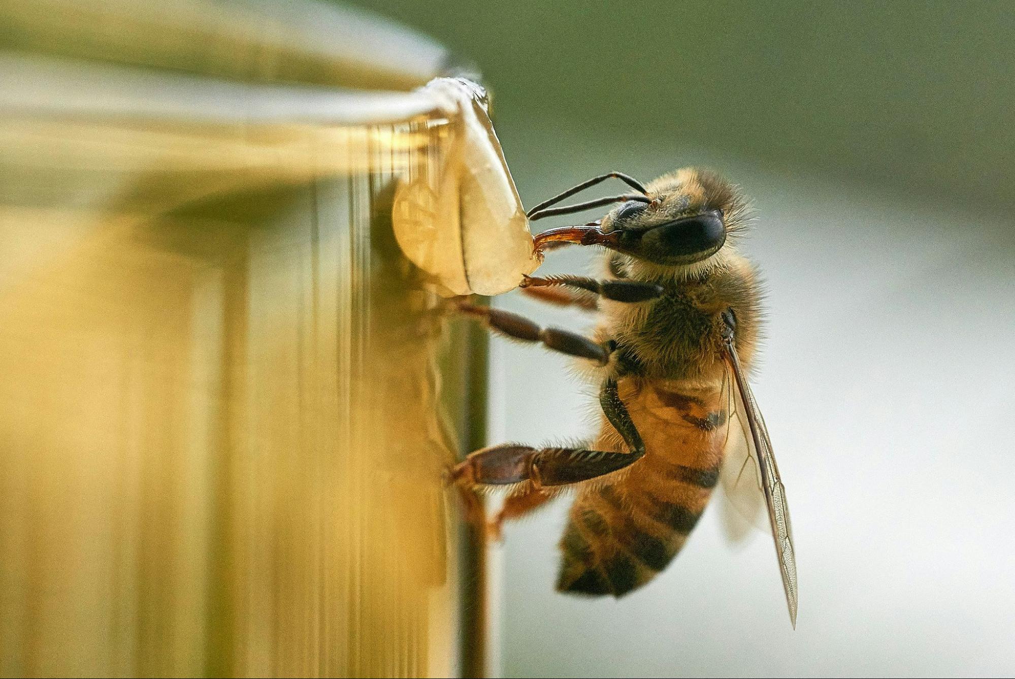 5 Signs of a Strong and Healthy Honey Bee Colony - Mann Lake Bee & Ag ...