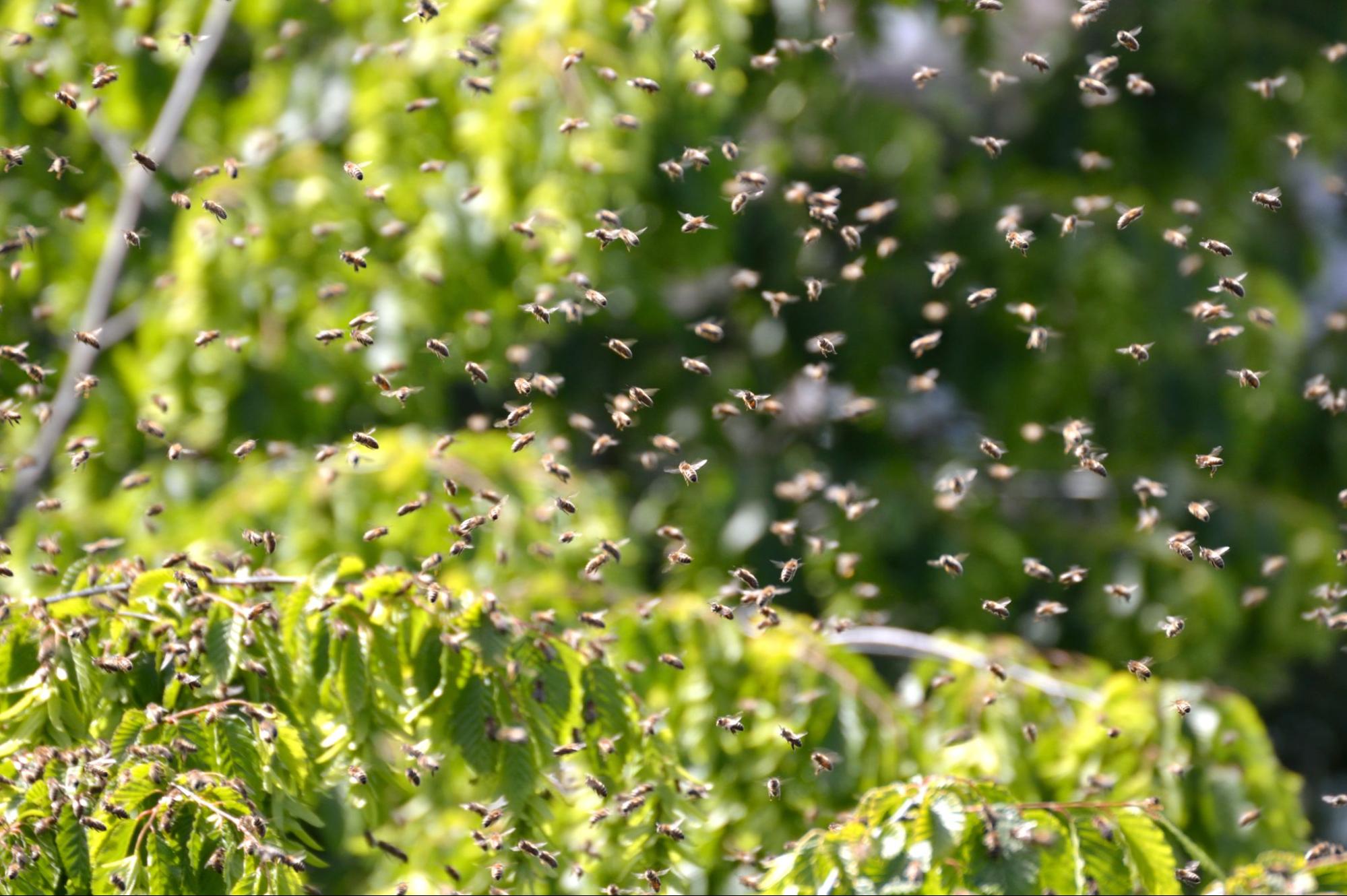 Bee Swarm Prevention Tips - Mann Lake Bee & Ag Supply