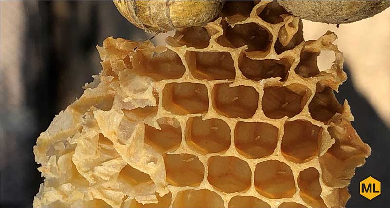 The Different Uses for Honey Bee Products - Mann Lake Bee & Ag Supply