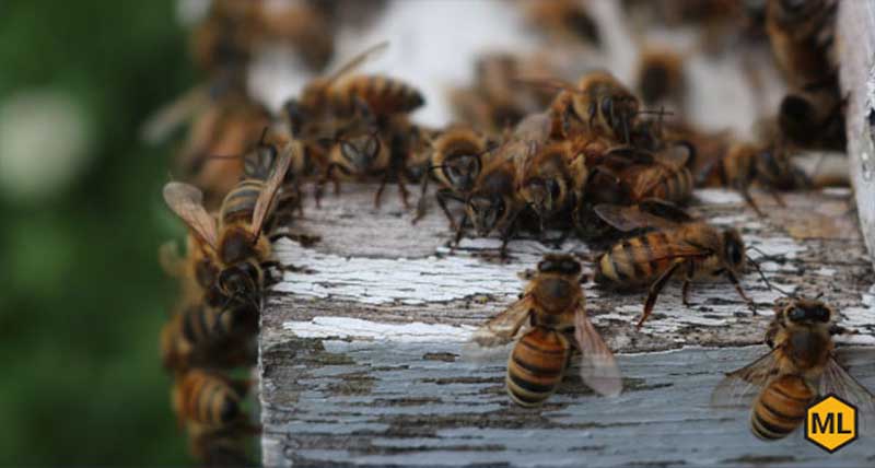 The Main Threats To Honey Bees - Mann Lake Bee & Ag Supply