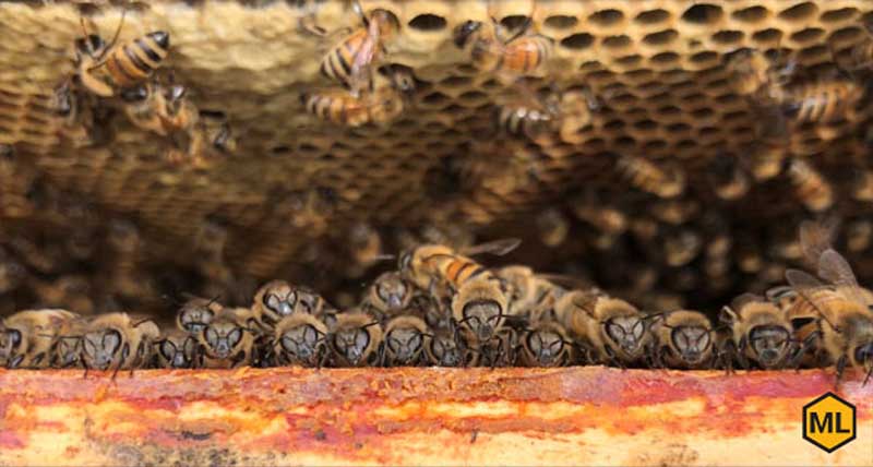 What Is the Honey Bee Social Structure and Hierarchy in a Colony ...