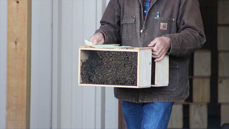 Installing a Package of Bees in Wooden Crates - How to Guide - Mann ...