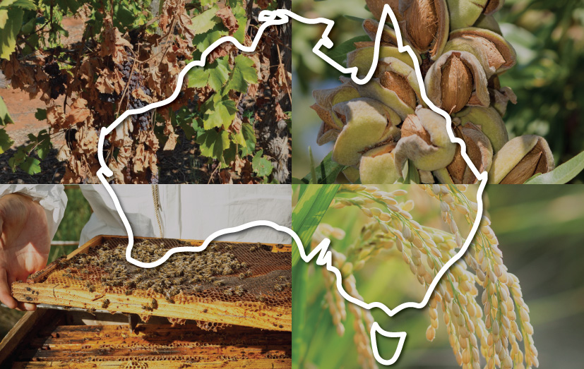 Our Top Aussie-Grown Wholefoods - Honest to Goodness