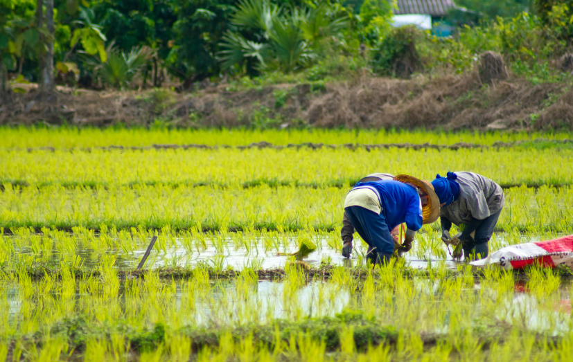 Organics From China - Is It Really Organic? - Honest to Goodness