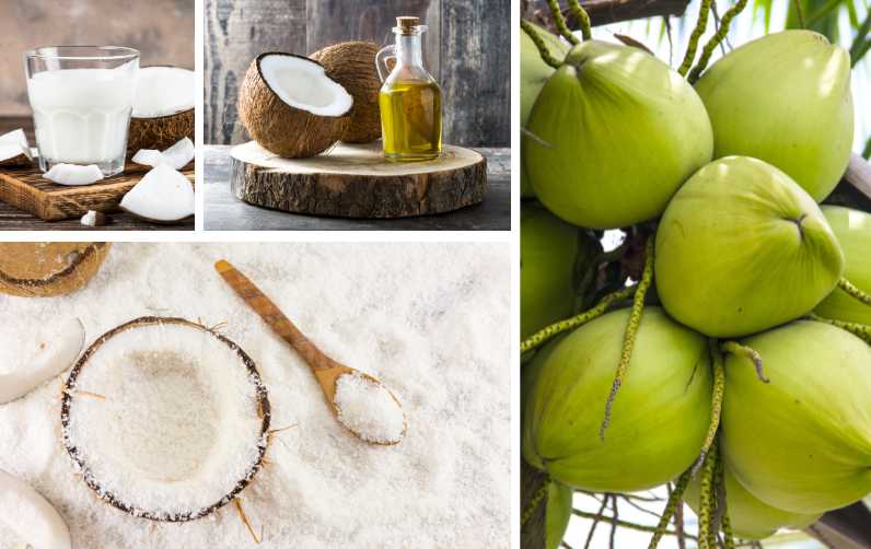 Coconuts 101: Top Coconut-Based Products - Honest to Goodness