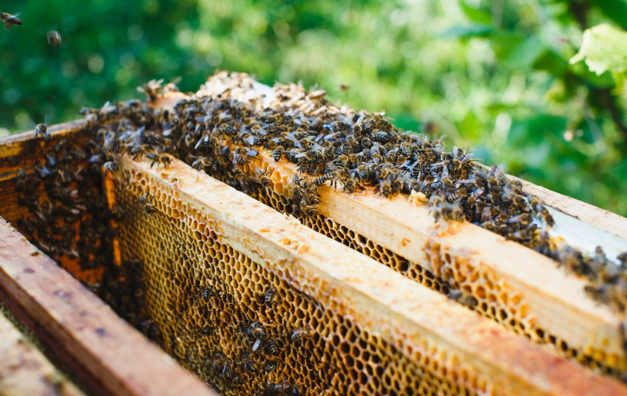 How to BEE a Friend to Bees - Honest to Goodness