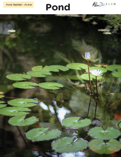 Learn Habitats: All About Ponds: Science