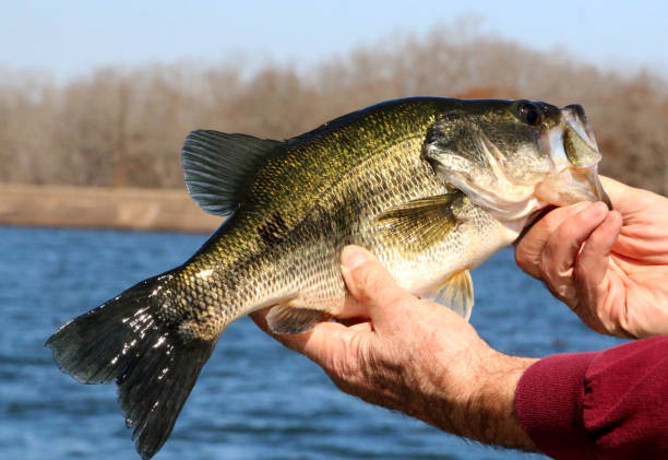 The 7 Best Fall Bass Fishing Lures - Fin Feather Fur Outfitters
