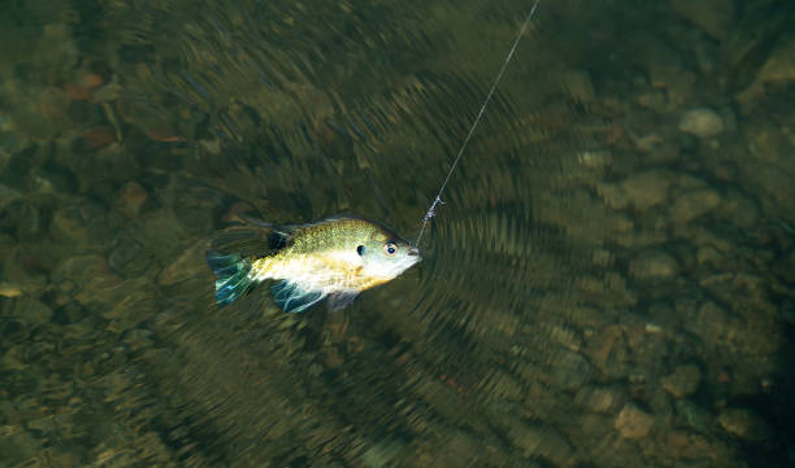 Best Baits For Bluegill Fishing : Ultimate Guide To Bluegill Lures - Fin Feather Fur Outfitters