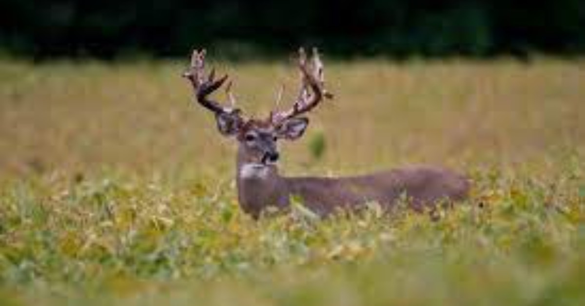 DEER HUNTING IN OHIO – THE GOOD, THE BAD AND THE UGLY - Fin Feather Fur ...