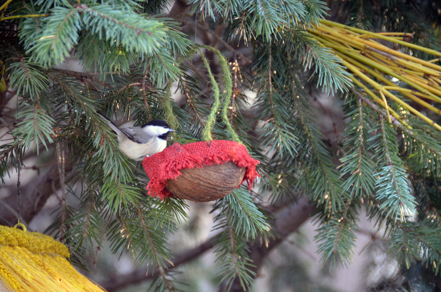 Homemade Edible Wildlife Treats for The Holidays - Fin Feather Fur ...