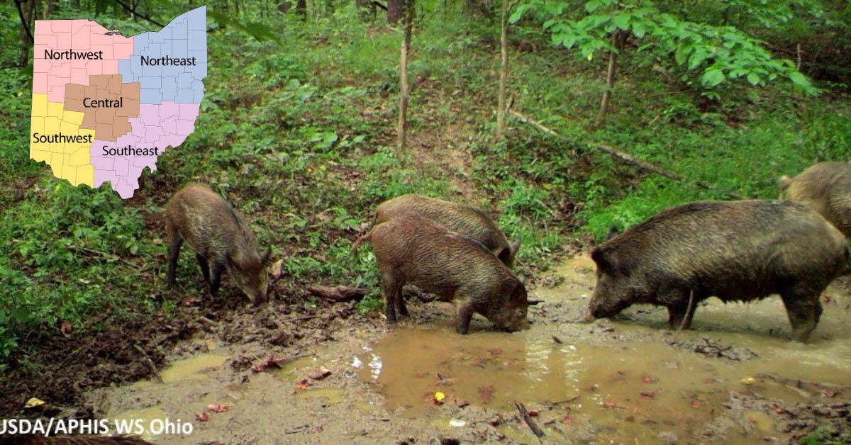 Ohio Hog Hunting 2022 - Fin Feather Fur Outfitters