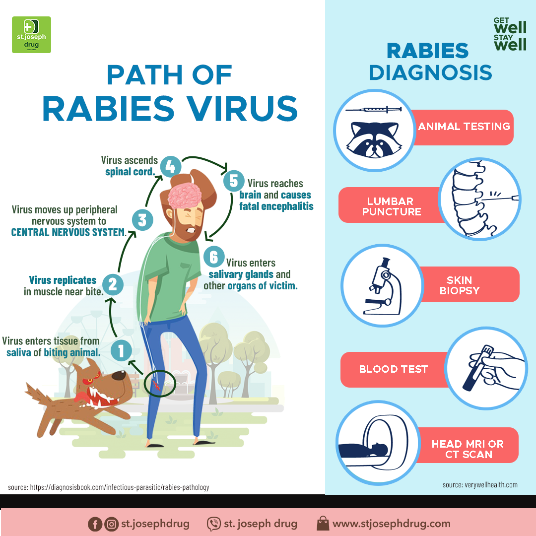 World Rabies Day - St. Joseph Drug - Online Store