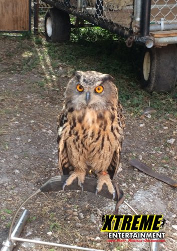 Eagle Owl - Xtreme Entertainment