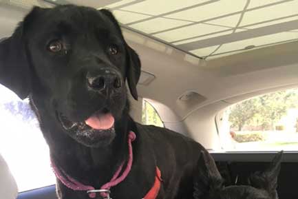The Dogs of Sterling - SterlingRope.com