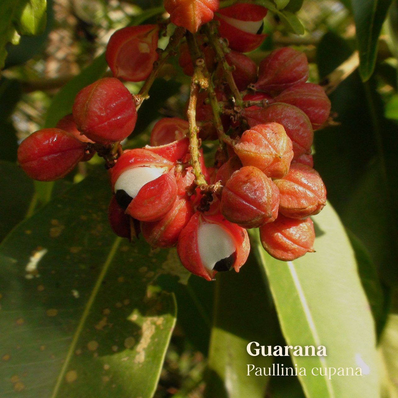 Guarana Extract Powder: Amazonian Energy & Mental Clarity Superfood ...