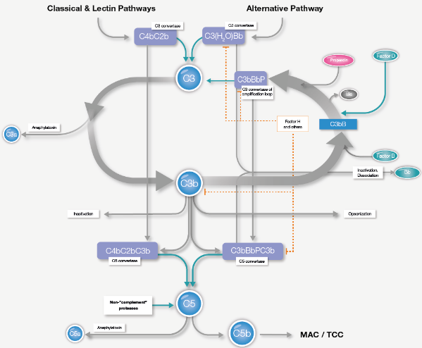 A New Bi-dimensional Tool Enhancing the Next Generation of Complement ...