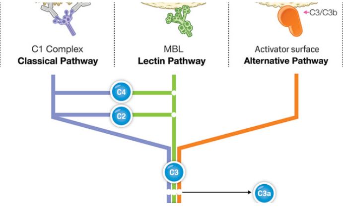 Valuable Complement Activity Markers: C4d and TCC - IBL America Online ...